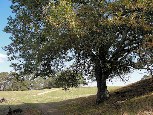 A Brief History and Guide to California’s Native Oaks — Our City Forest