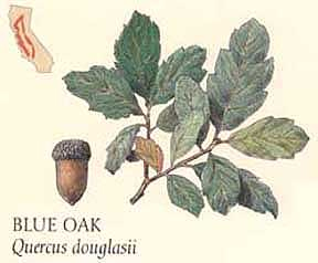A Brief History and Guide to California’s Native Oaks — Our City Forest
