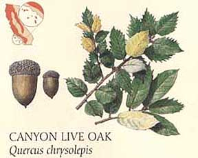 A Brief History and Guide to California’s Native Oaks — Our City Forest