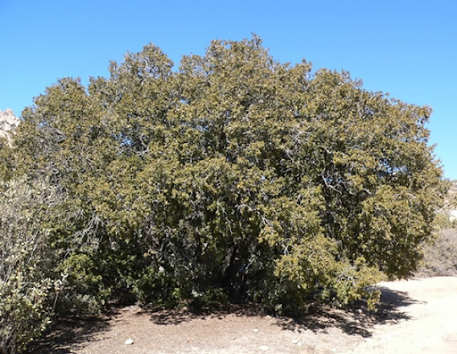 A Brief History and Guide to California’s Native Oaks — Our City Forest