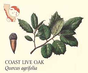 A Brief History and Guide to California’s Native Oaks — Our City Forest