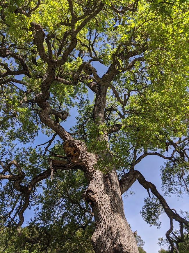 A Brief History and Guide to California’s Native Oaks — Our City Forest