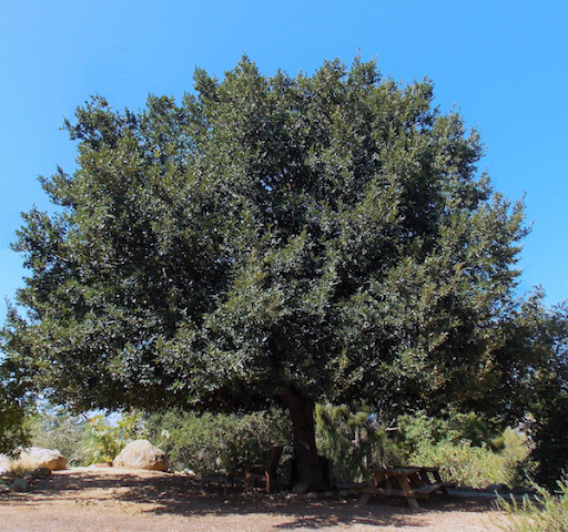A Brief History and Guide to California’s Native Oaks — Our City Forest
