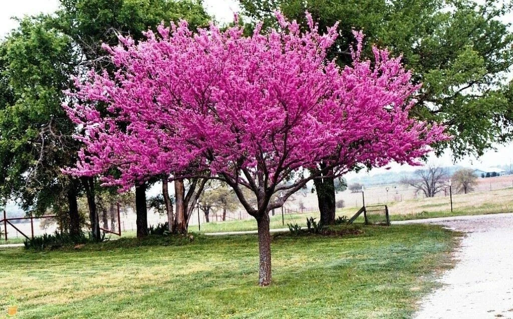 Trees— Our City Forest