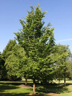 Trees— Our City Forest