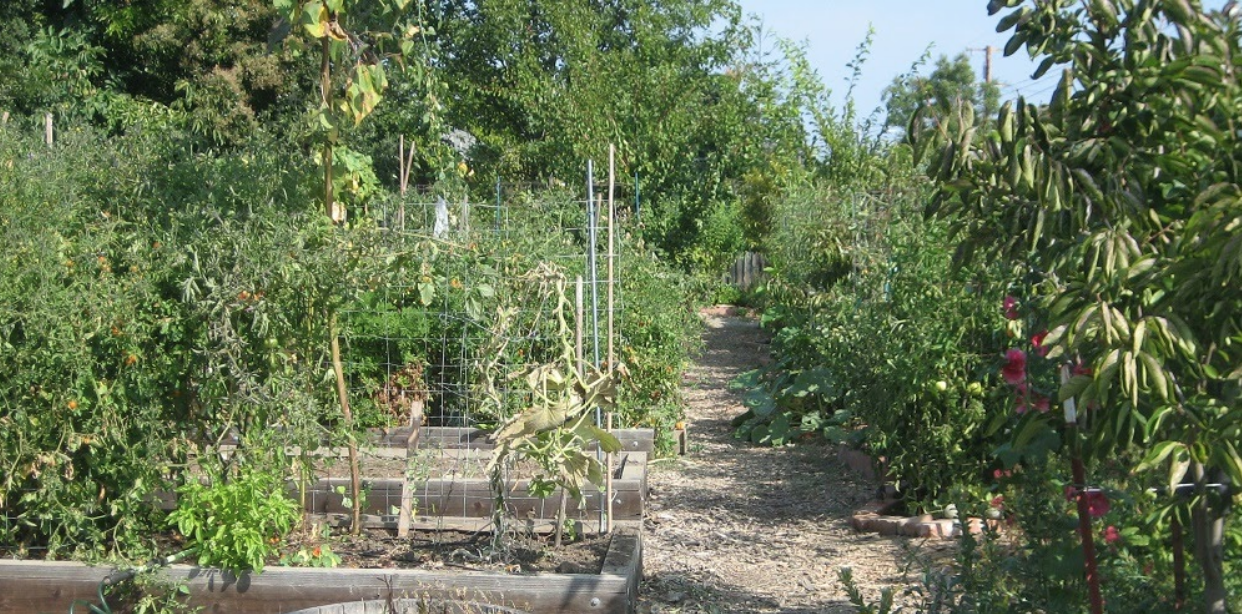 The Wonderful Benefits of Community Gardens — Our City Forest