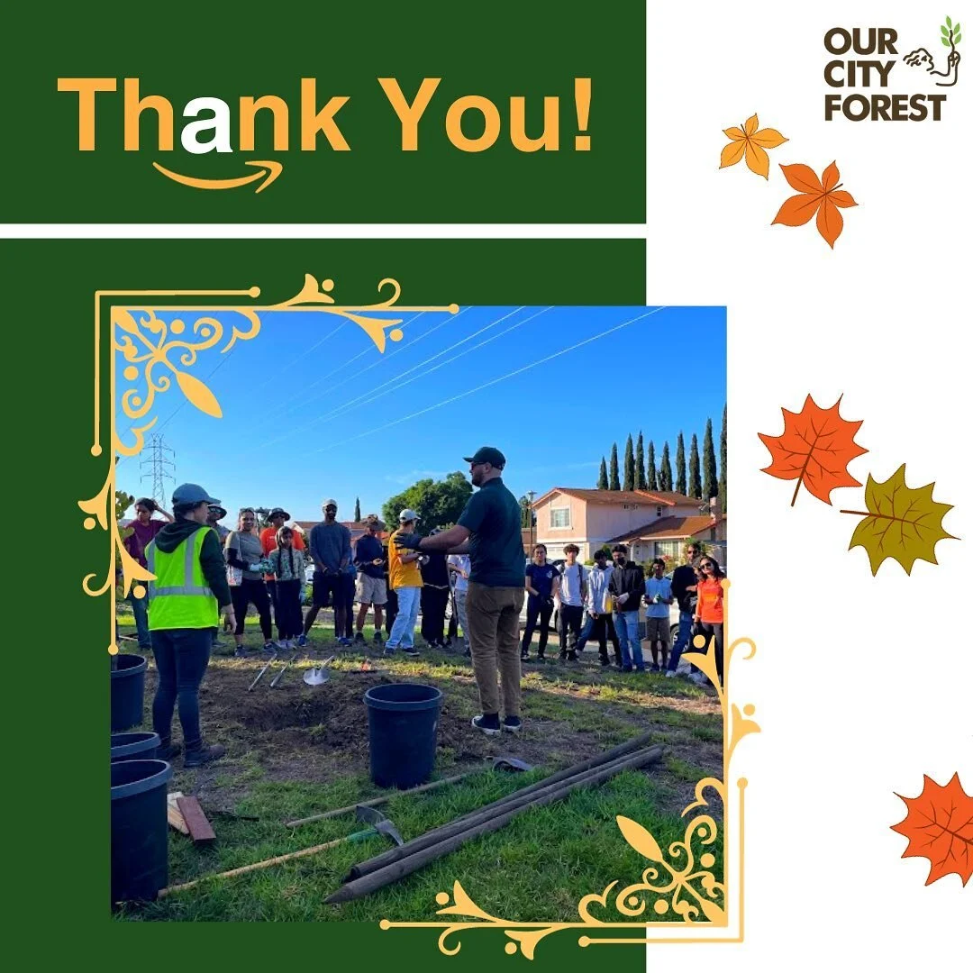 Plant Trees— Our City Forest