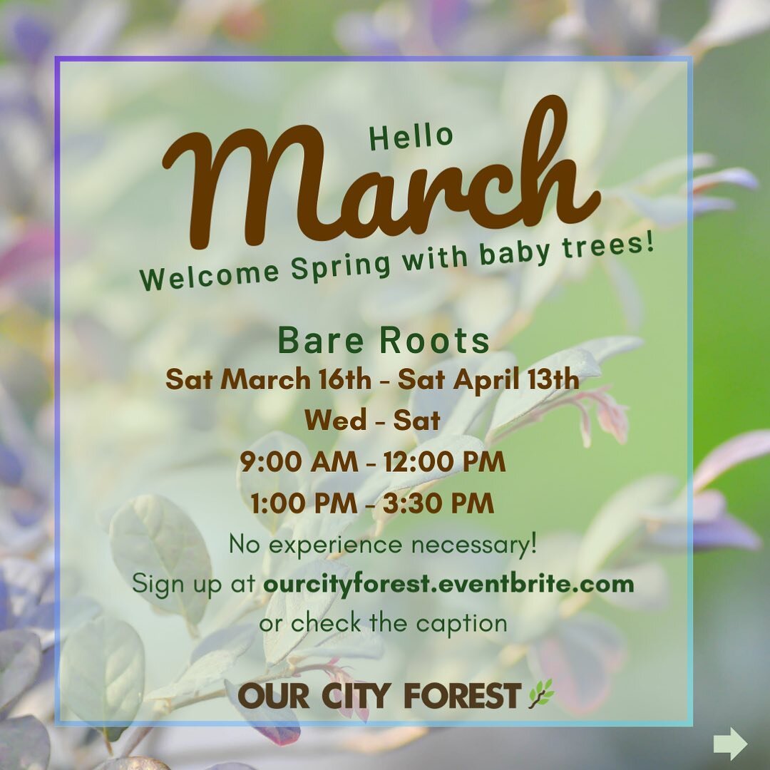 Shrubs— Our City Forest