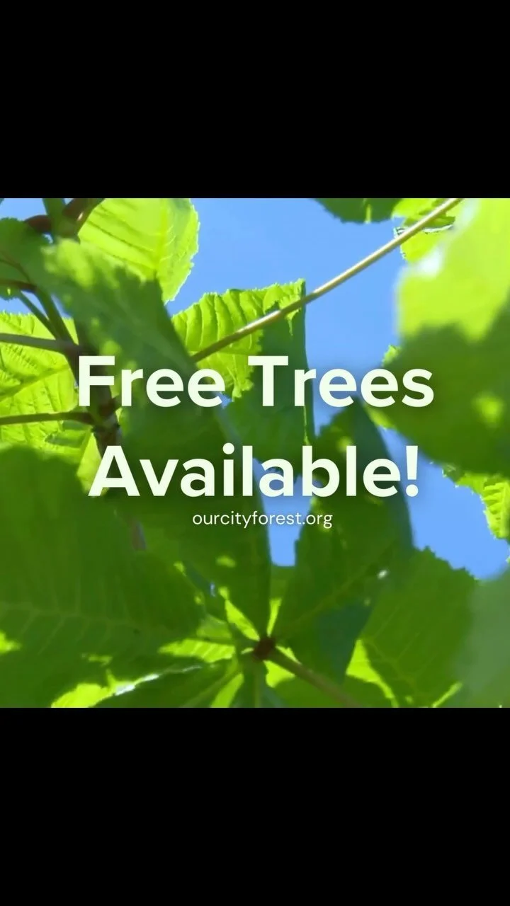 Plant Trees— Our City Forest