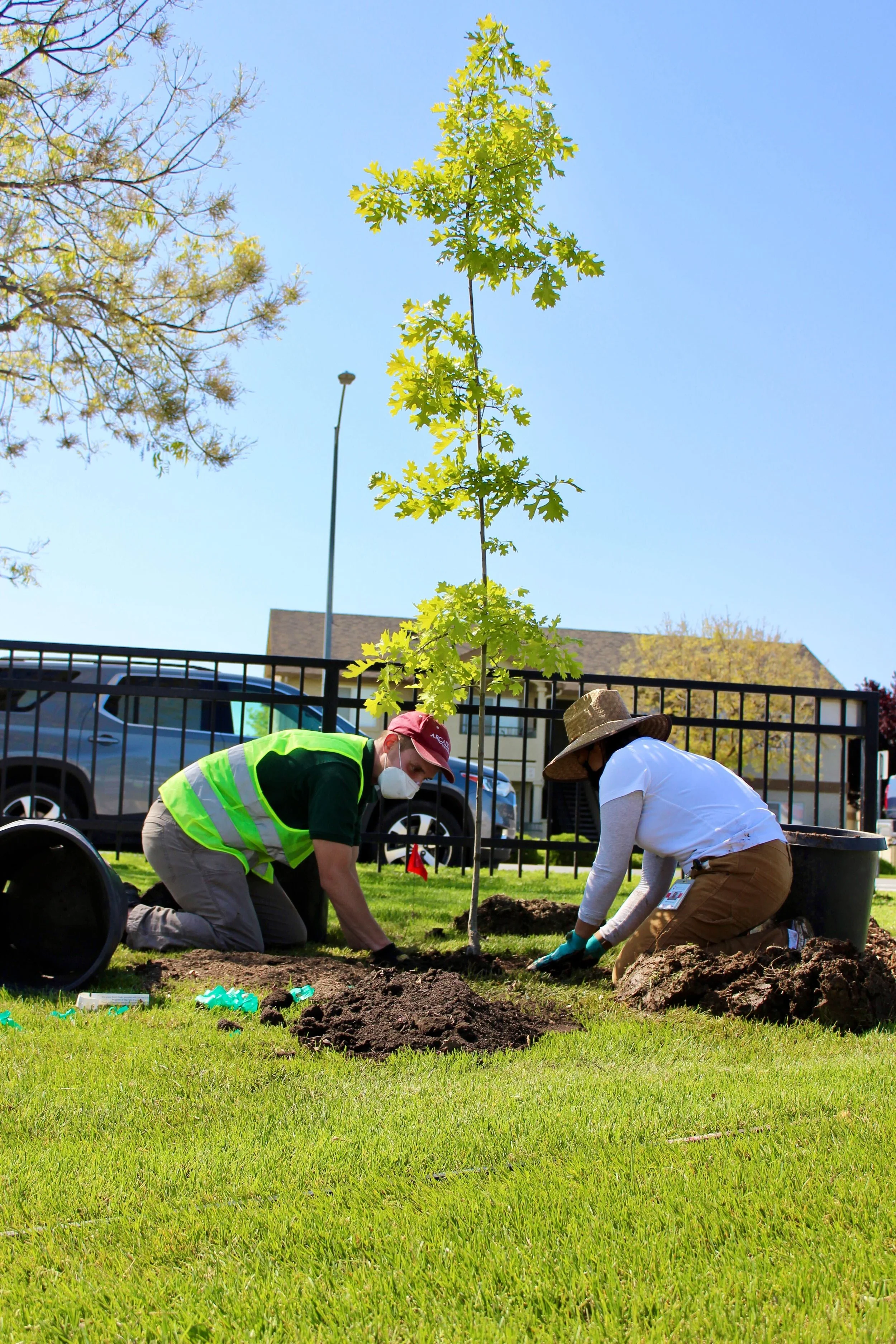 Our City Forest Planting the Future