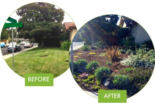 Lawn Busters— Our City Forest