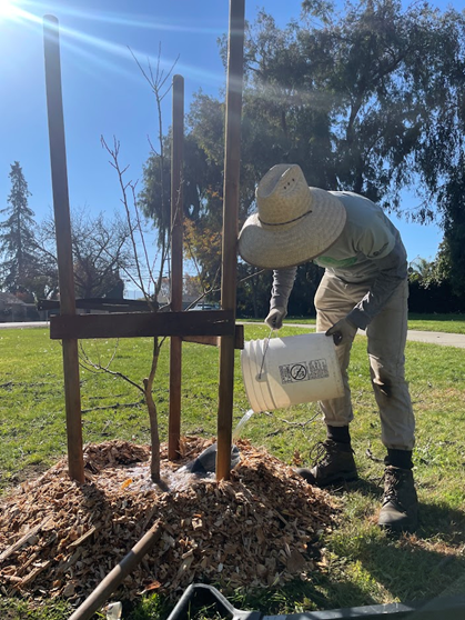 BLOG— Our City Forest