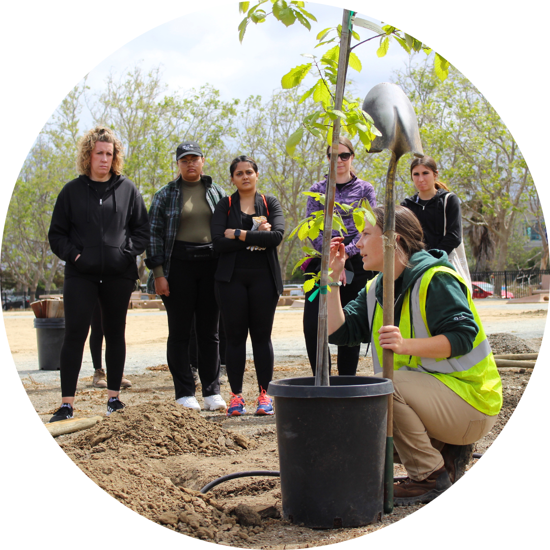 Our City Forest Planting the Future