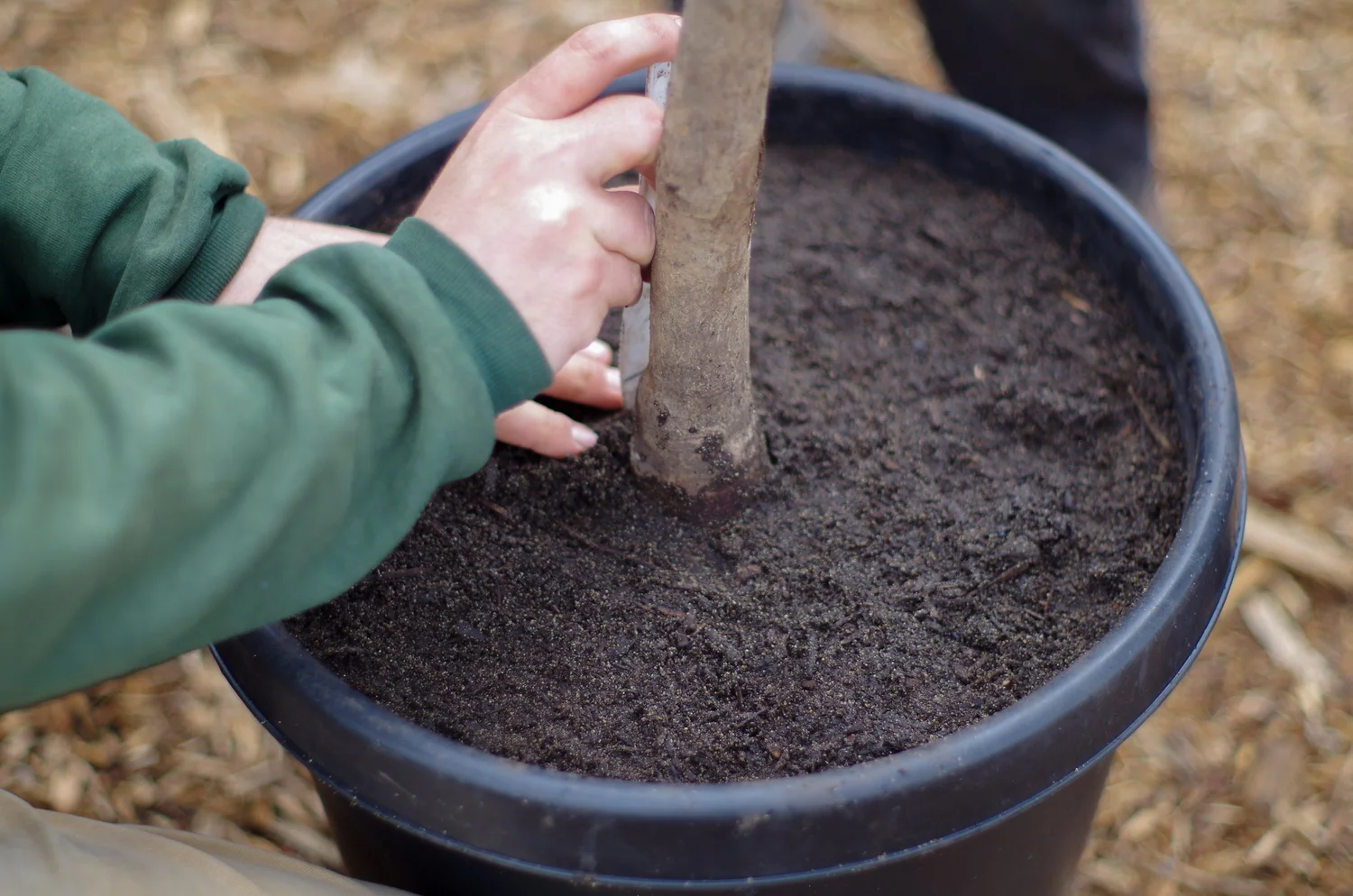 BLOG— Our City Forest