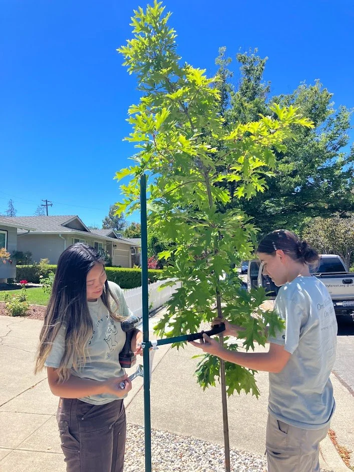 Our City Forest Planting the Future