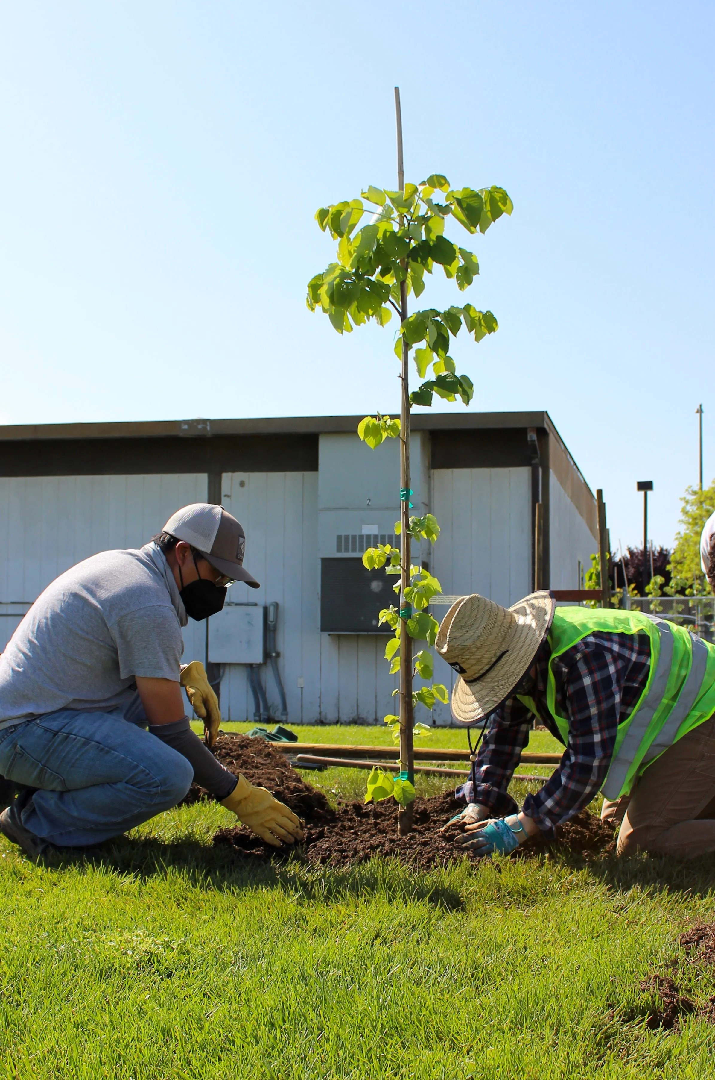 Our City Forest Planting the Future