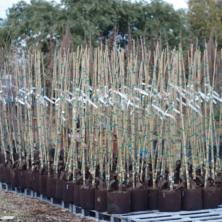 BLOG— Our City Forest