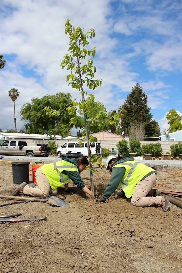 Our City Forest Planting the Future