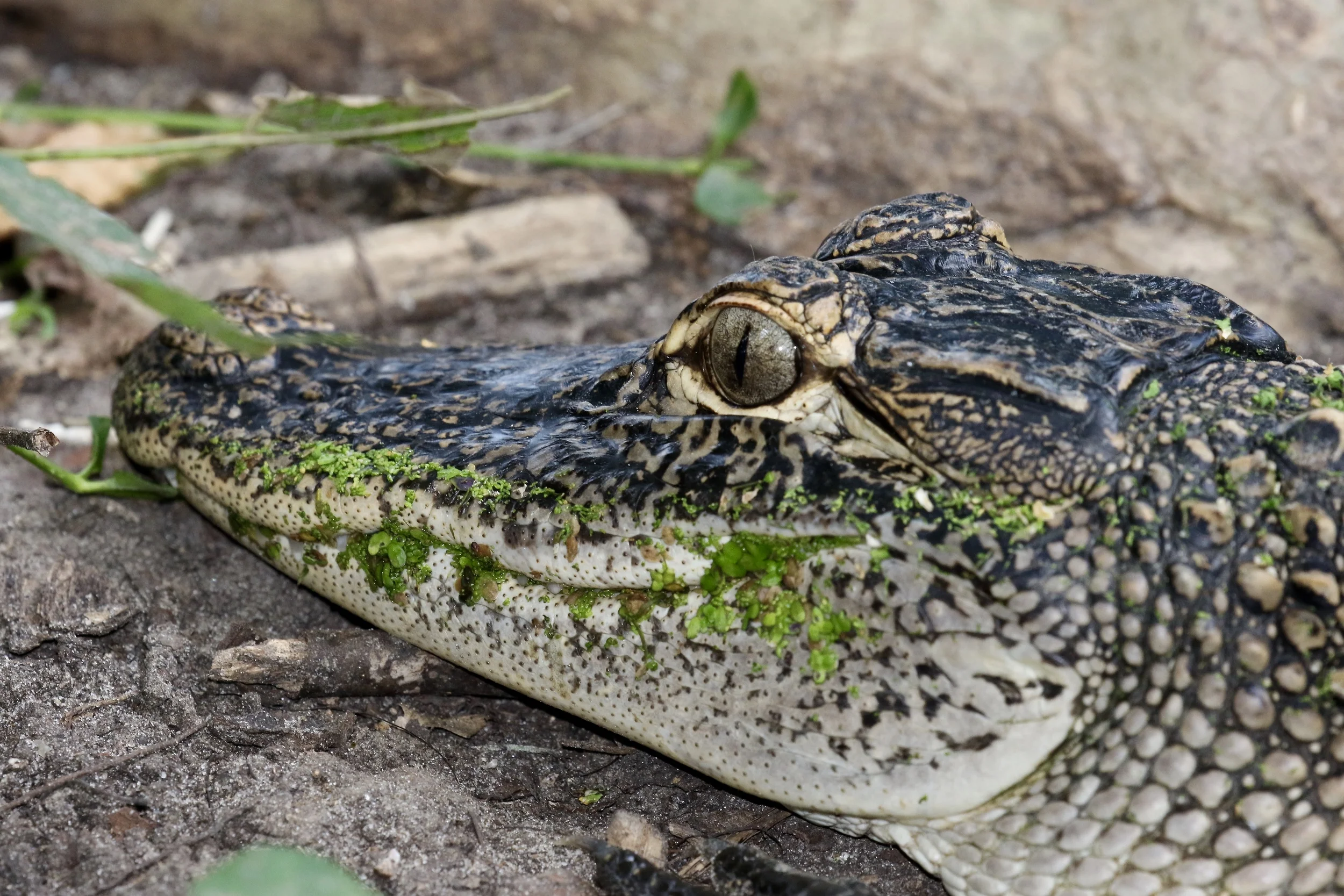 South Carolina — ON THE MARK WILDLIFE PHOTOGRAPHY
