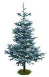 Pick the Perfect Christmas Tree at Swansons Nursery