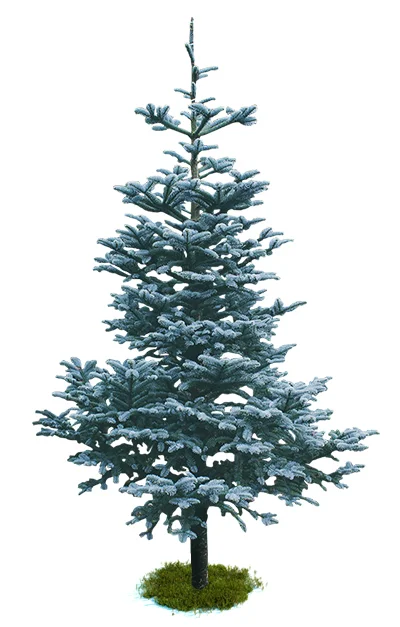 Pick the Perfect Christmas Tree at Swansons Nursery