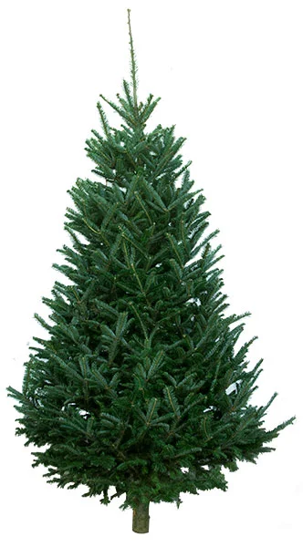 Our Trees — Pick the Perfect Christmas Tree at Swansons Nursery