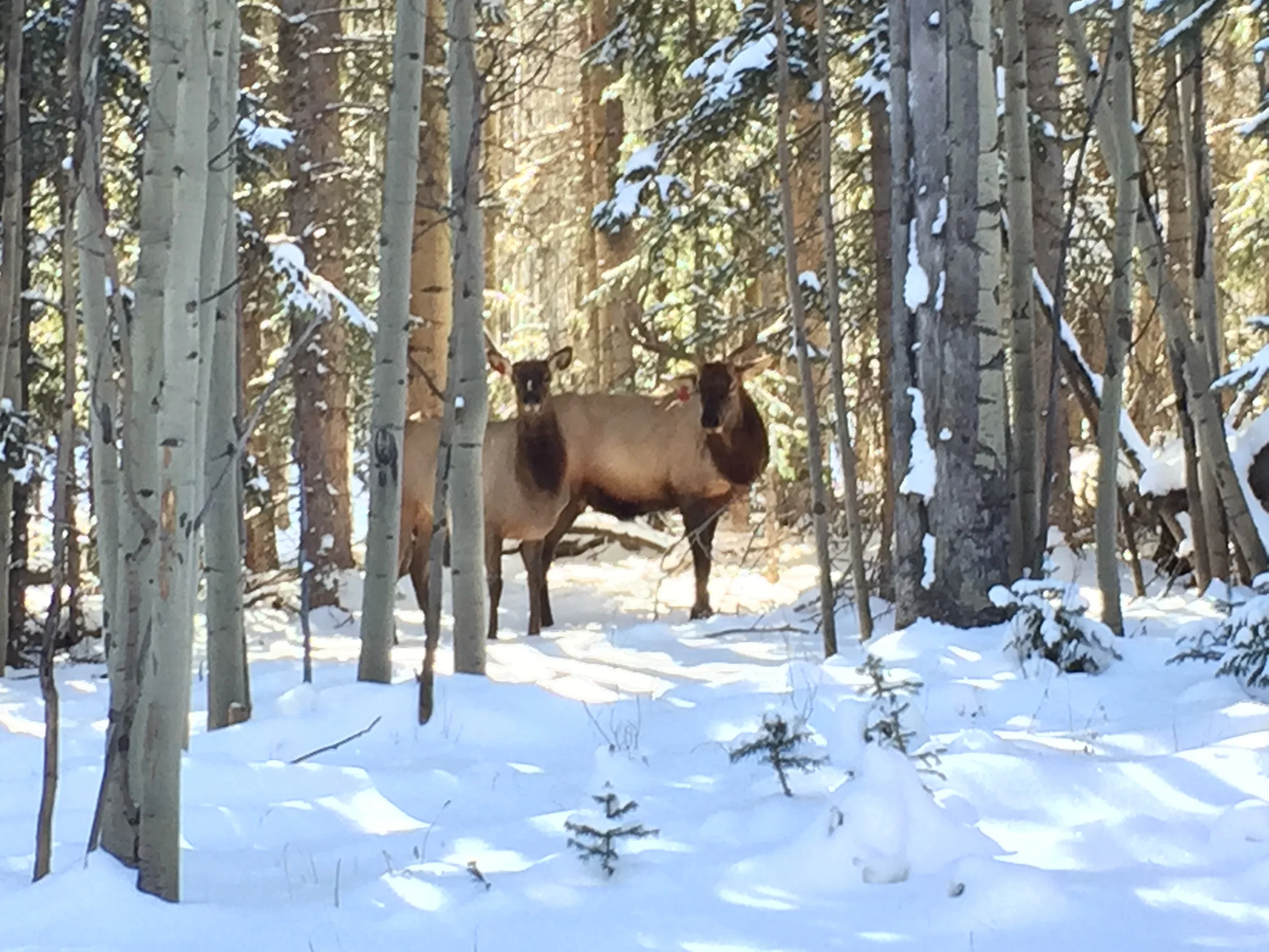 COLORADO TROPHY ELK HUNTS AT BULL BASIN RANCH COLORADO TROPHY BULL ELK ...