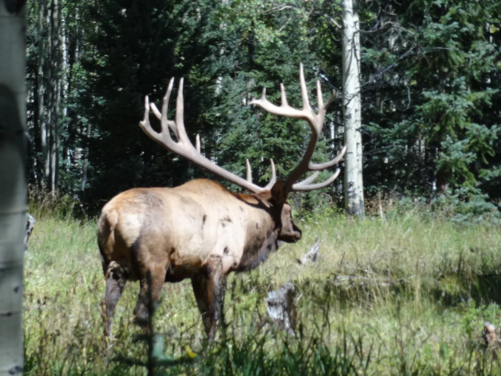 BULL BASIN RANCH COLORADO TROPHY BULL ELK HUNTS