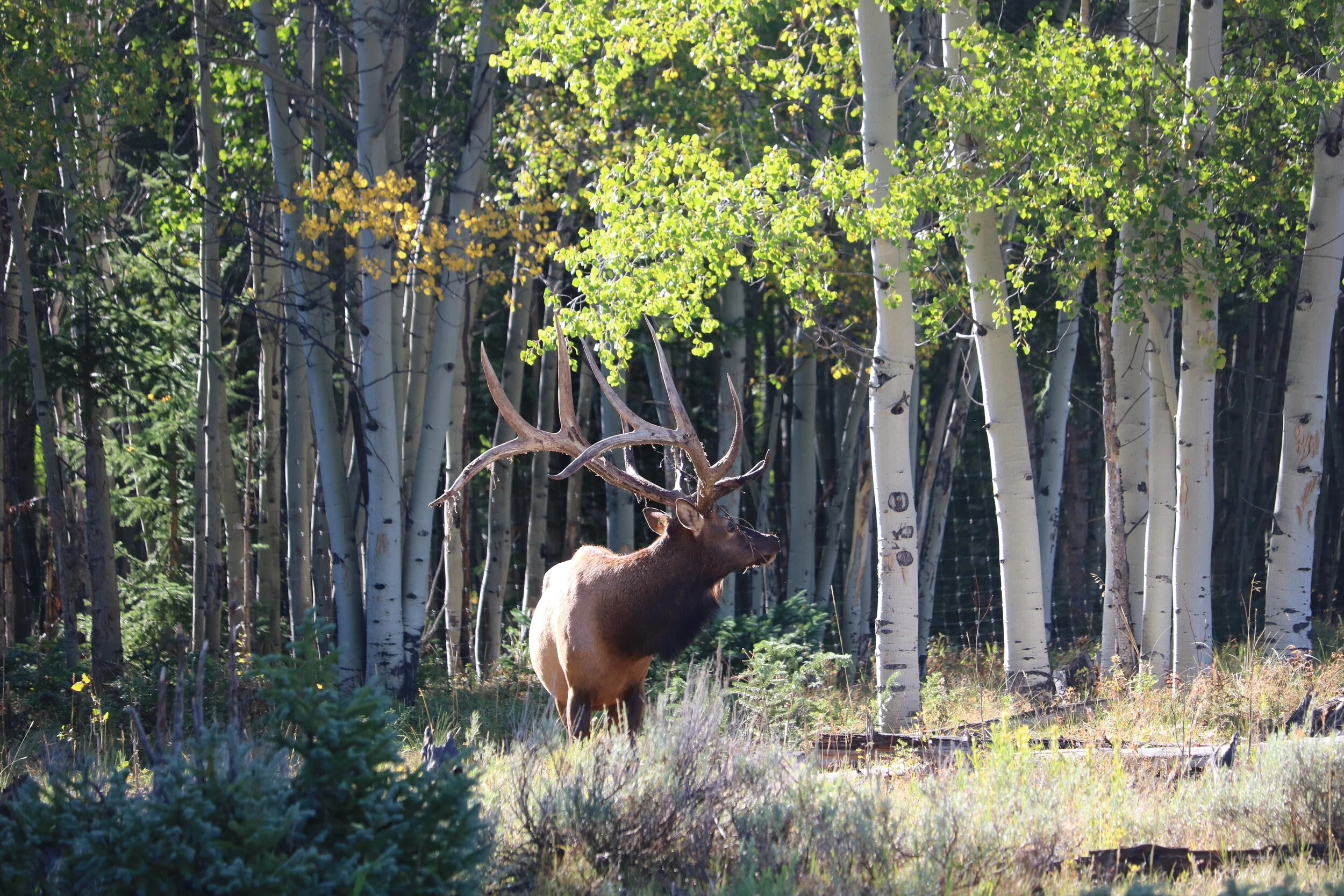 BULL BASIN RANCH COLORADO TROPHY BULL ELK HUNTS