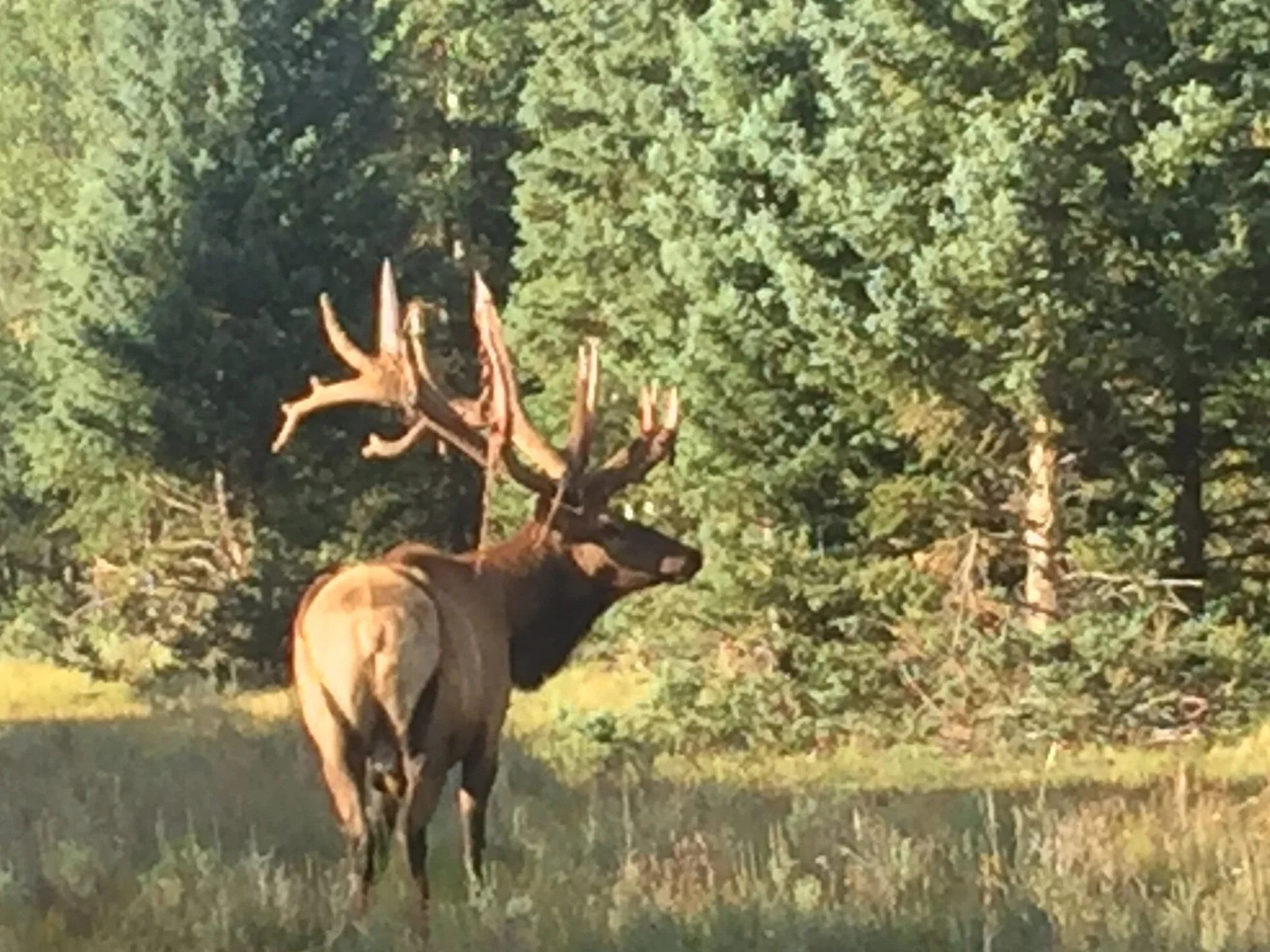 BULL BASIN RANCH COLORADO TROPHY BULL ELK HUNTS