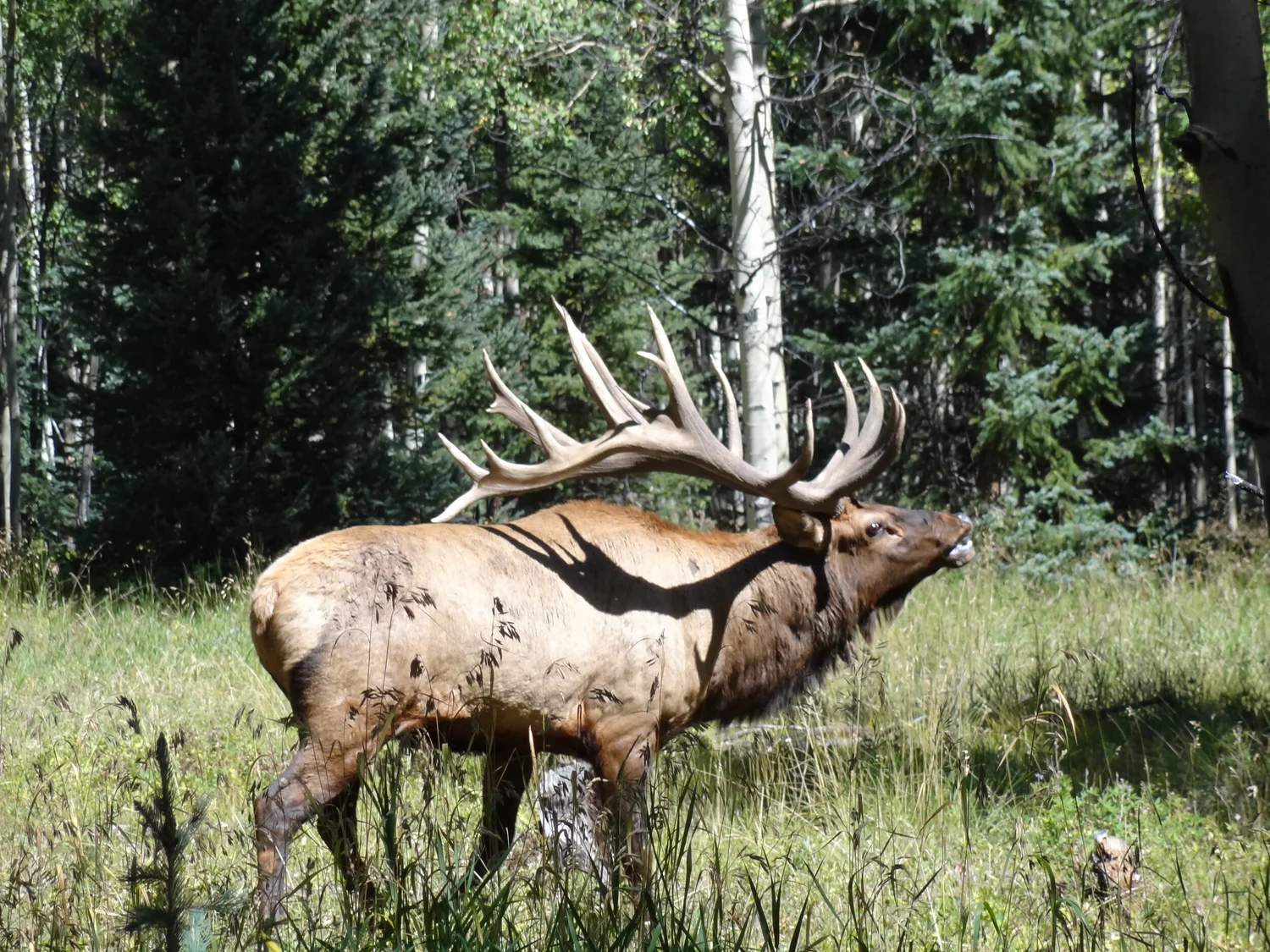 BULL BASIN RANCH COLORADO TROPHY BULL ELK HUNTS