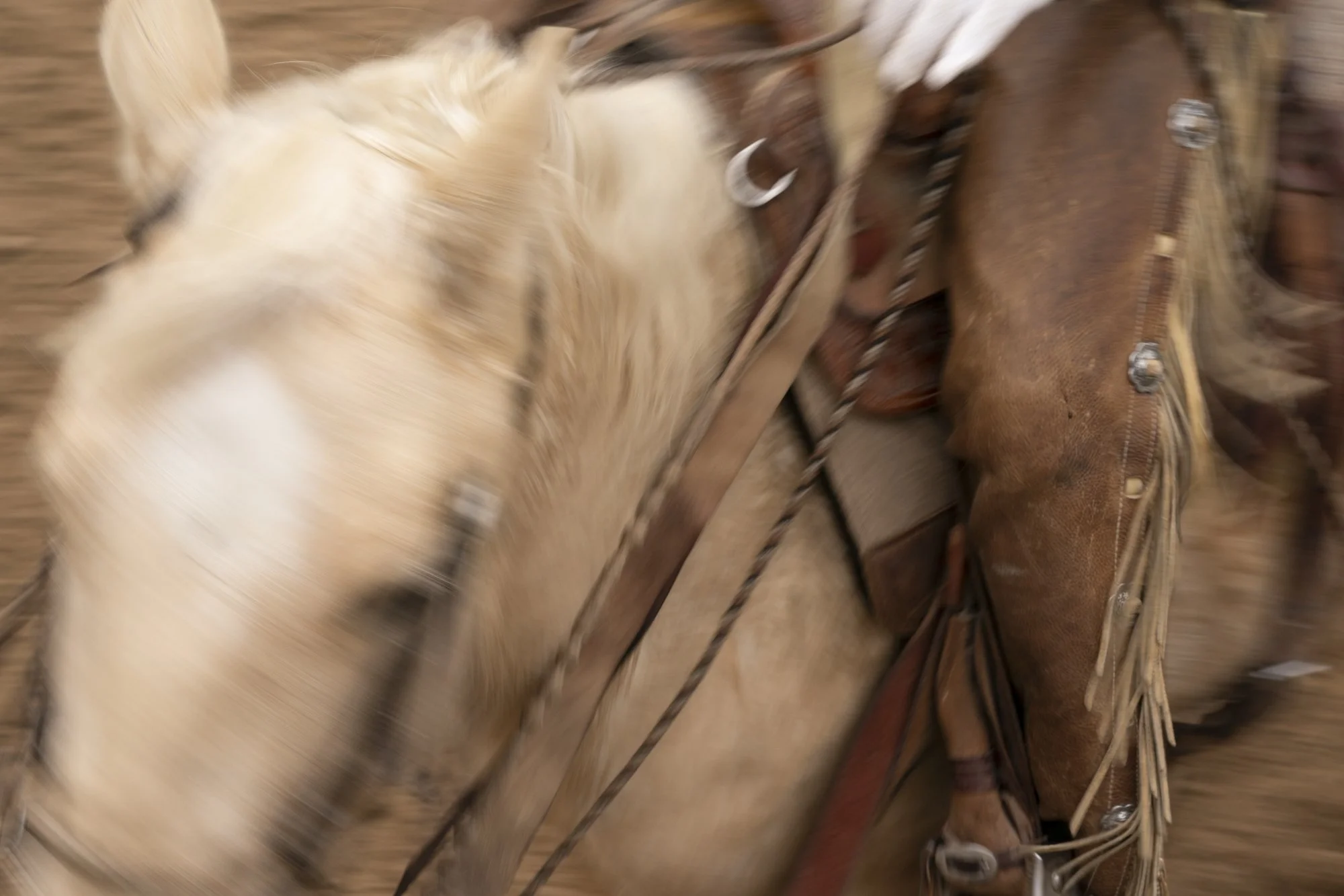 cattle — San Diego Photographer