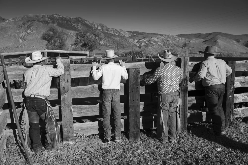 Cowboy Photography - American West - Cattle Ranching -Cattle Branding ...