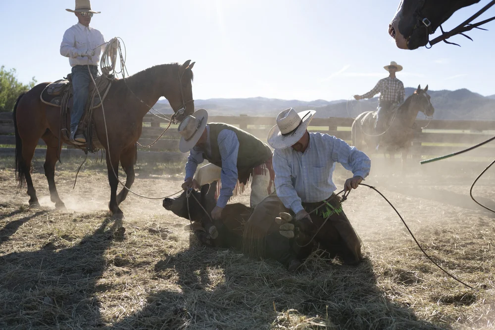 Cowboy Photography - American West - Cattle Ranching -Cattle Branding ...