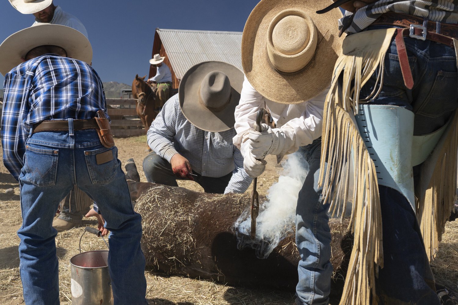 Cowboy Photography - American West - Cattle Ranching -Cattle Branding ...
