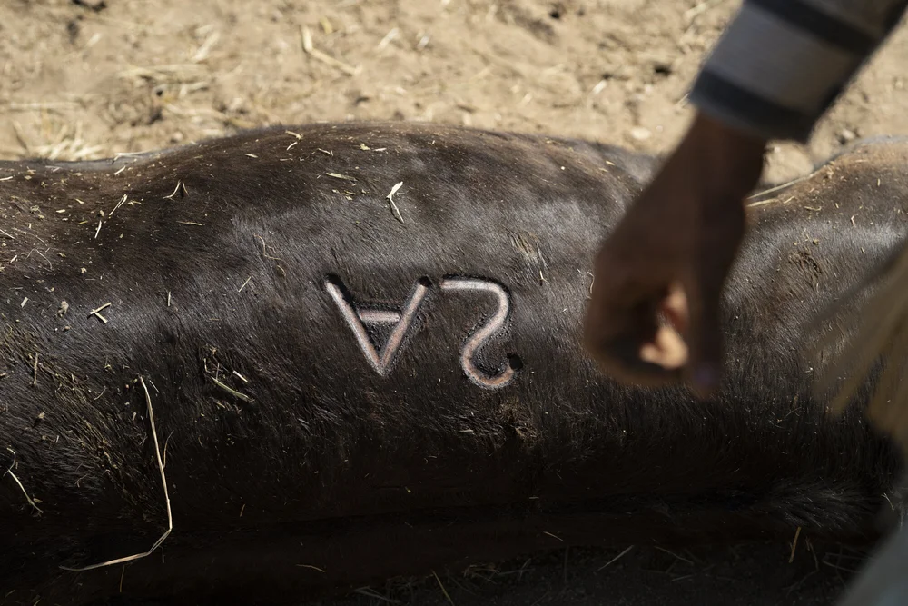 Cowboy Photography - American West - Cattle Ranching -Cattle Branding ...