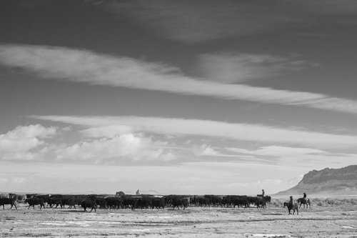 Western Cowboy Photographer based in Denver, Colorado