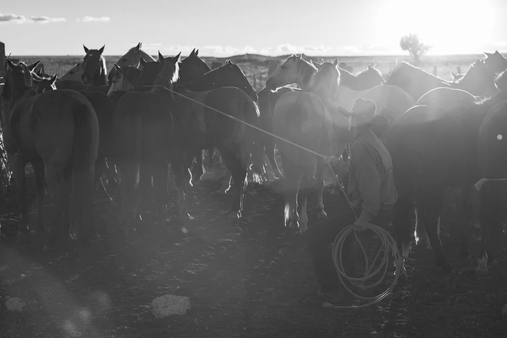 Western Cowboy Photographer based in Denver, Colorado