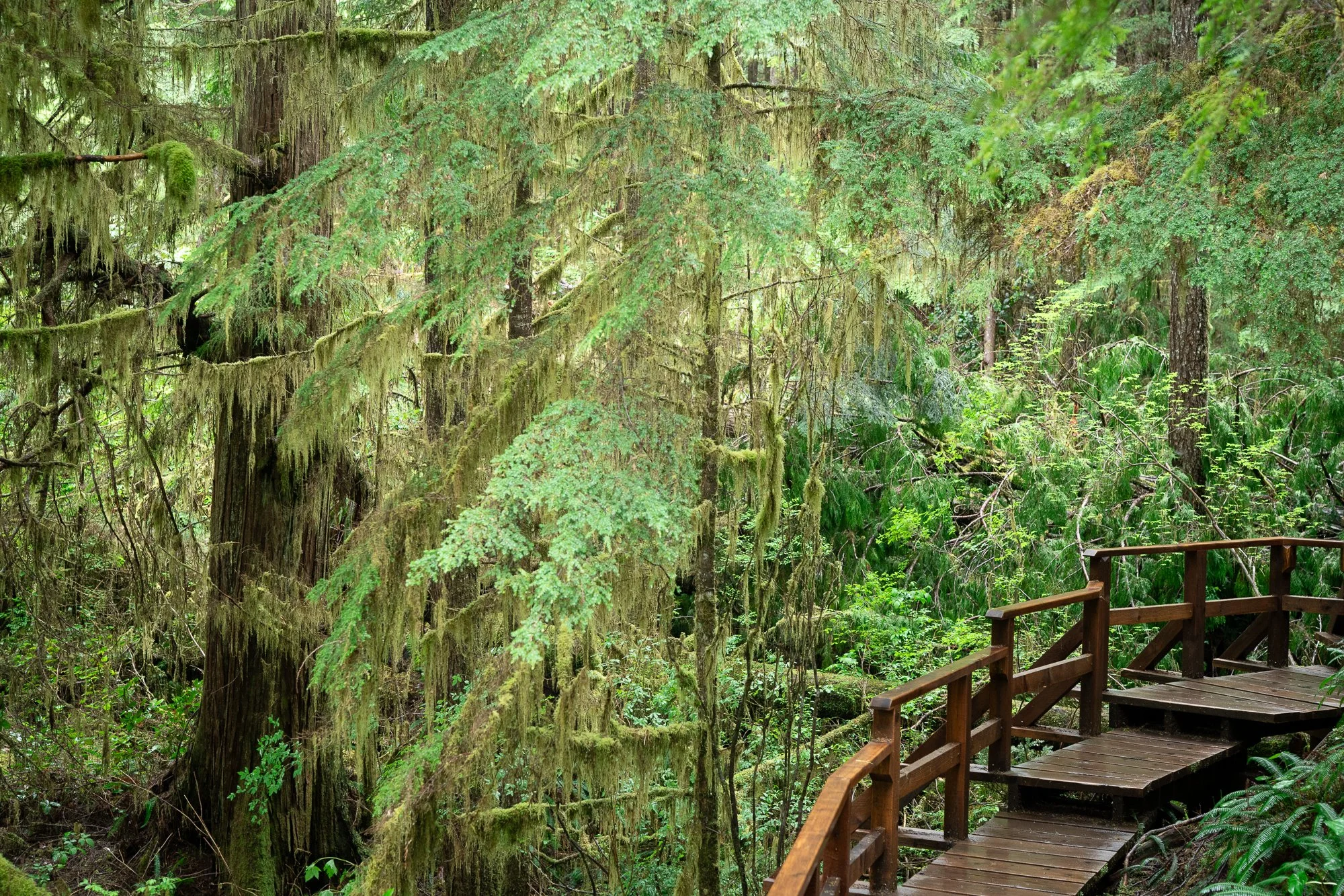 Vancouver Island Rainforest Photography – Fine Art Nature Prints ...