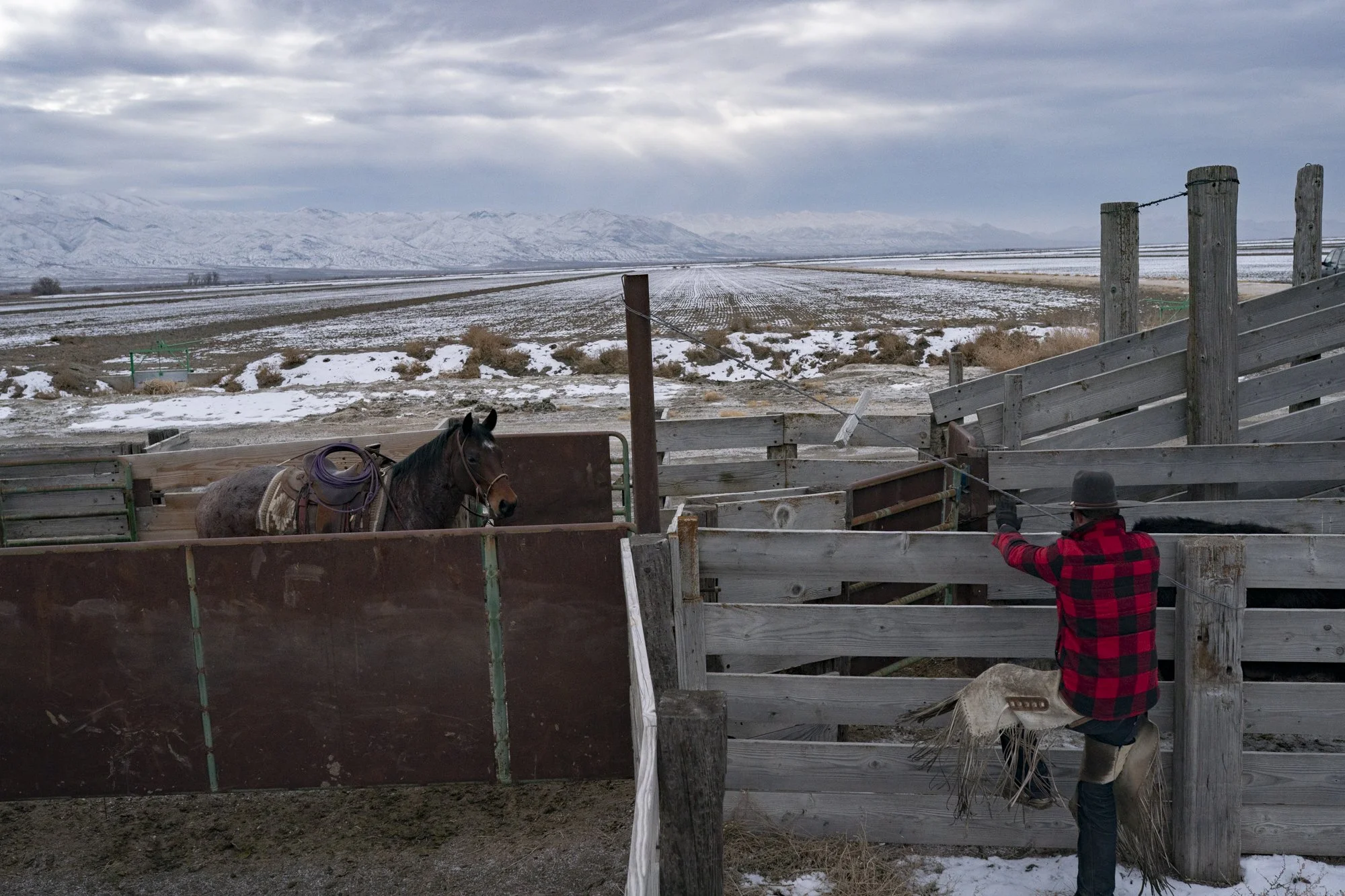cattle — San Diego Photographer