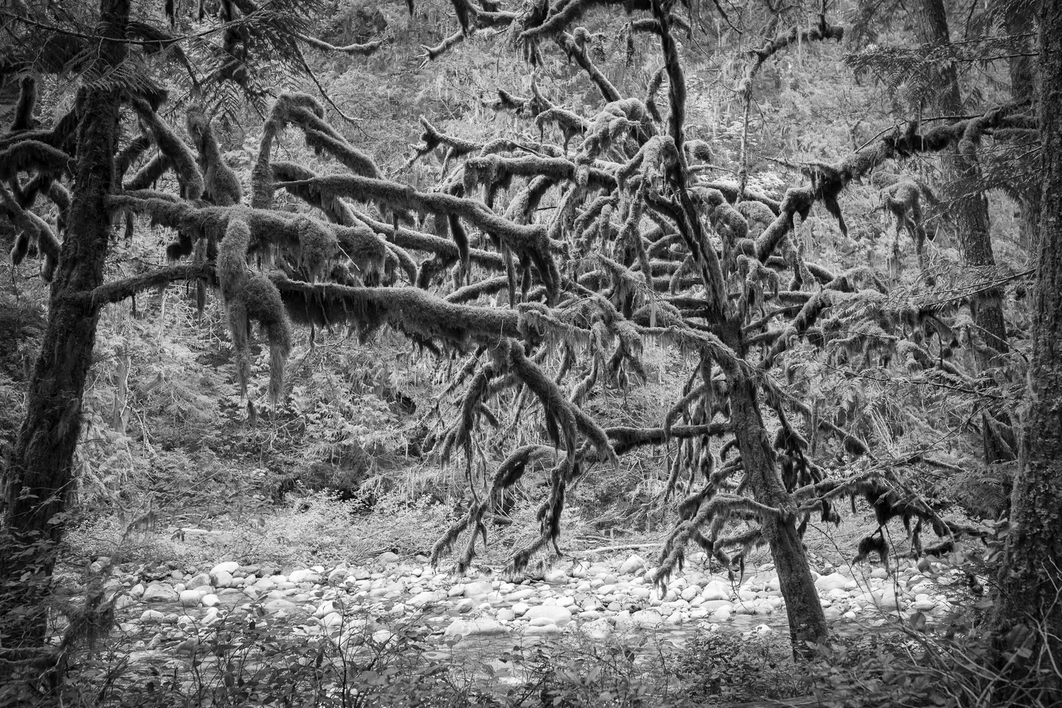 Vancouver Island Rainforest Photography – Fine Art Nature Prints ...