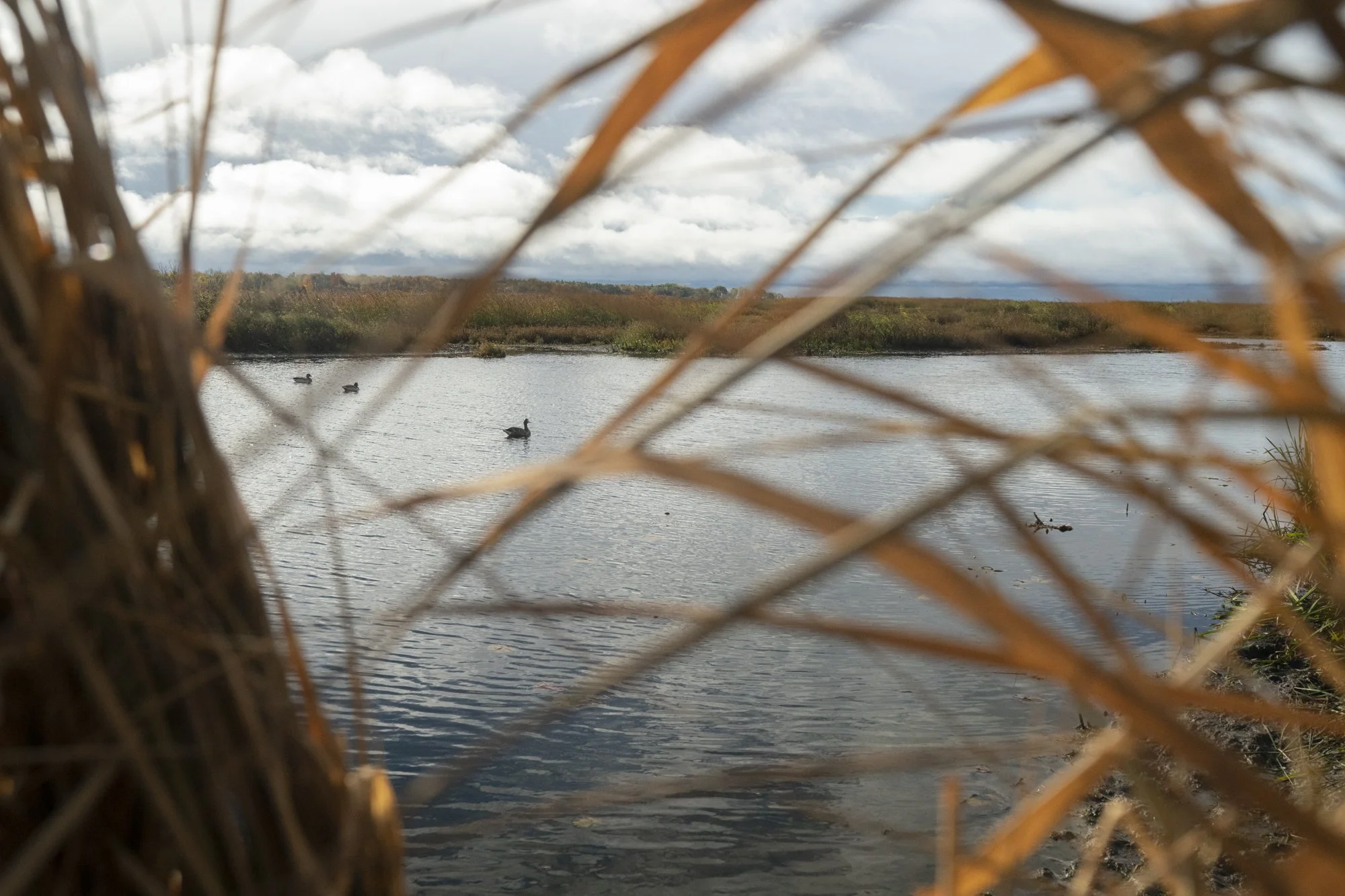 Duck Hunting Photography - Turkey Point, Ontario, Canada — Rob Hammer ...