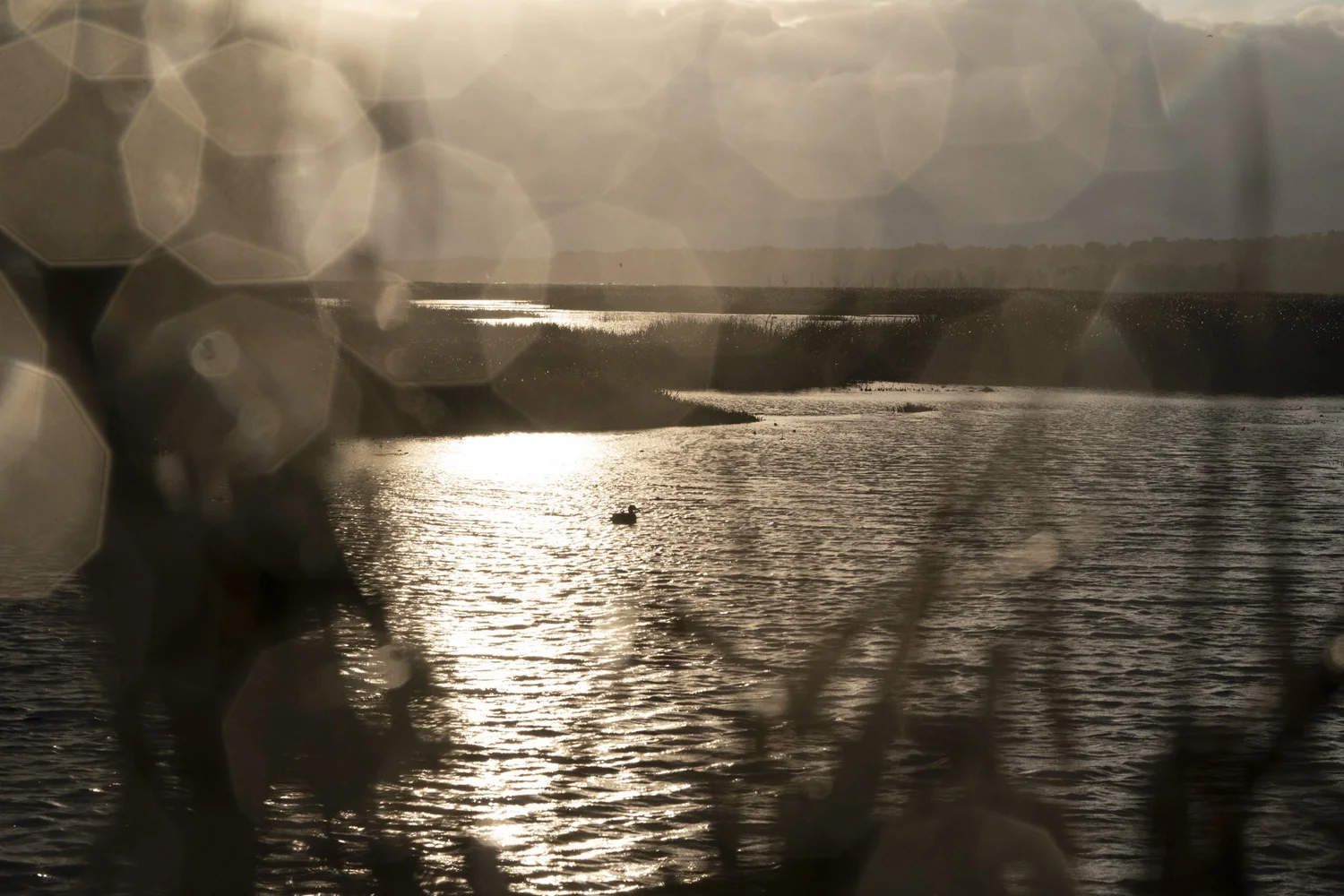 Duck Hunting Photography - Turkey Point, Ontario, Canada — Rob Hammer ...