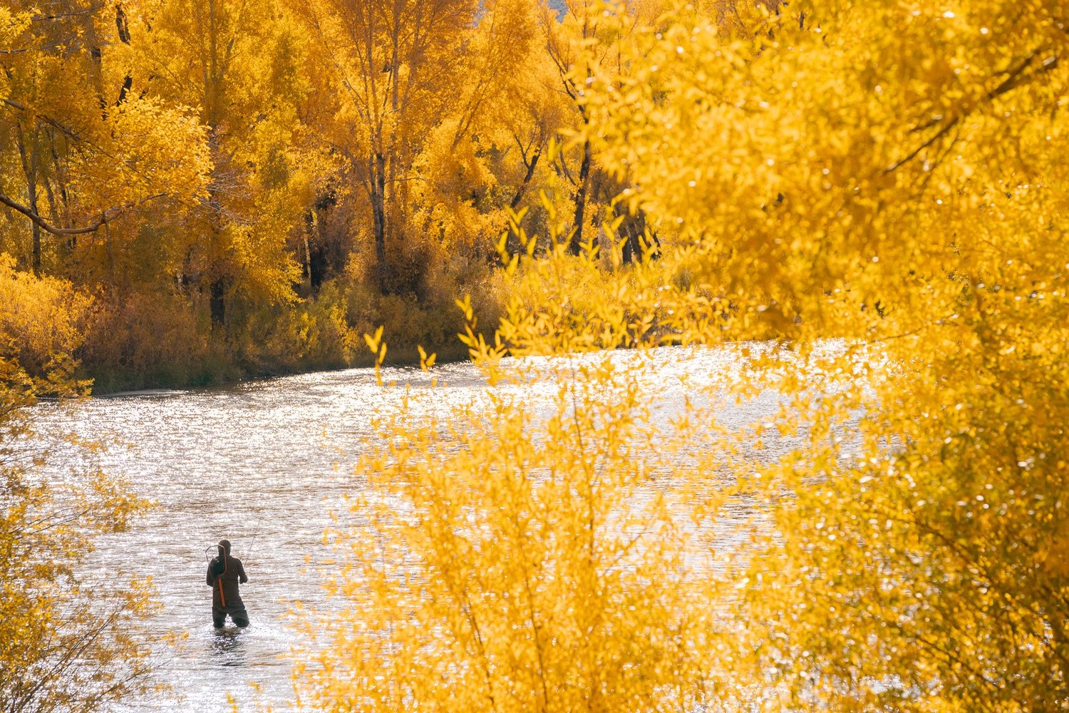 Colorado River Fall Fly Fishing Photography | Prints & Licensing — Rob ...