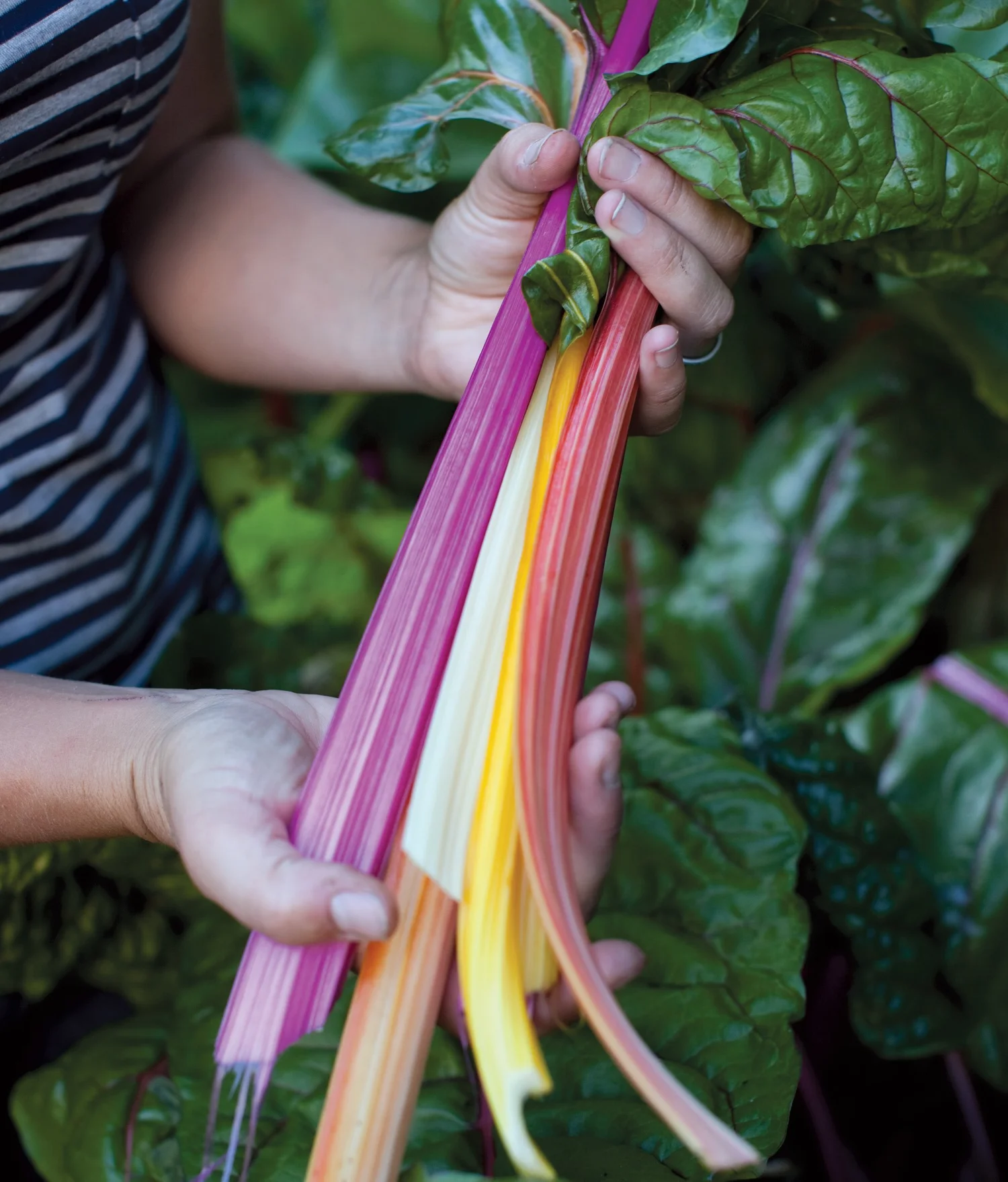 Colorful, Unusual, Delicious and Rare: Discover the Most Flavorful and ...