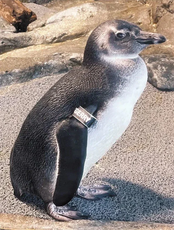 South Bay Chinese Club - 南灣華人會