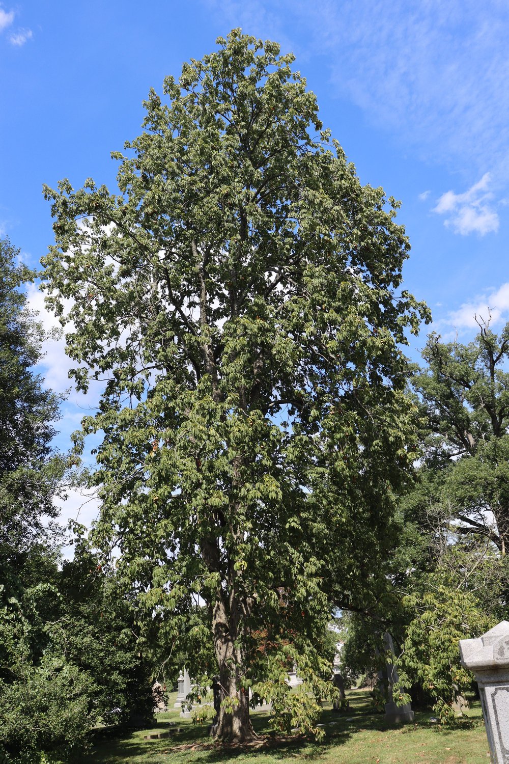 The traits and values of Ohio Buckeye and Yellow Buckeye — Indigenous ...