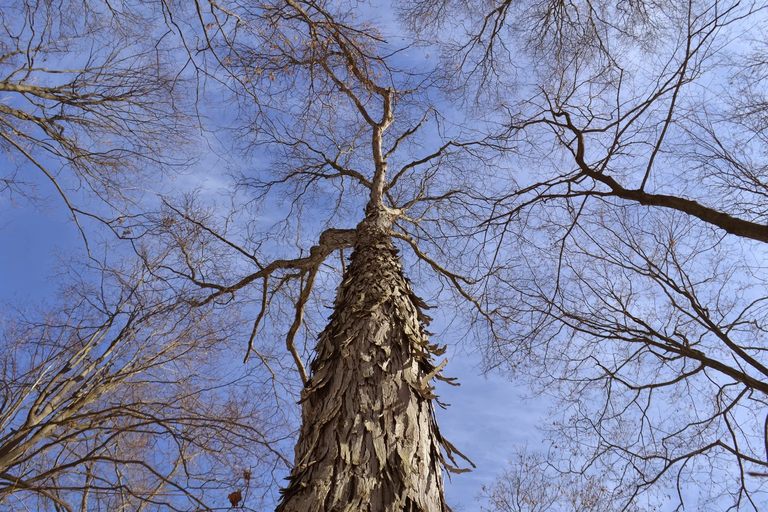 Hickories of the Midwest — Indigenous Landscapes