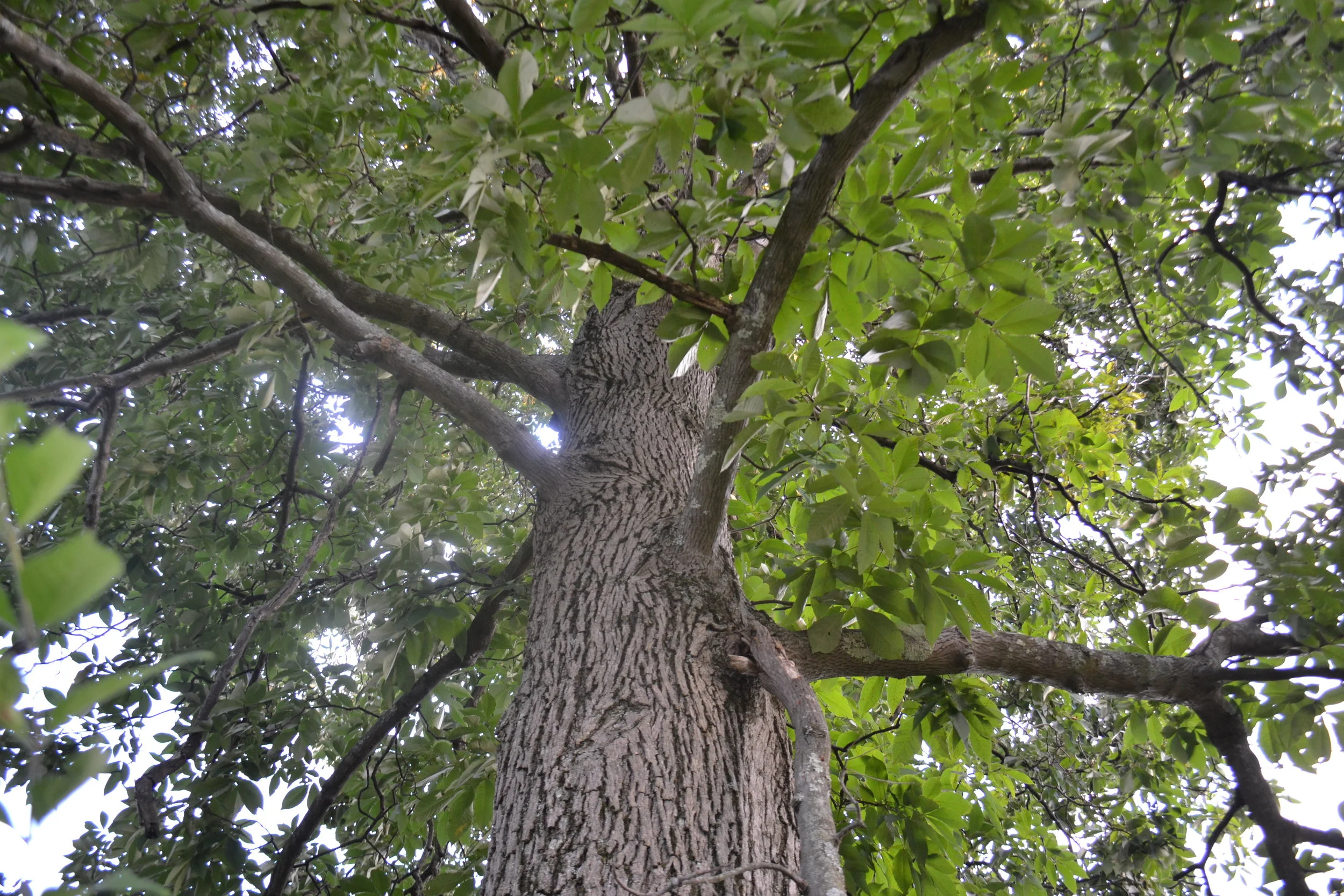 Hickories of the Midwest — Indigenous Landscapes