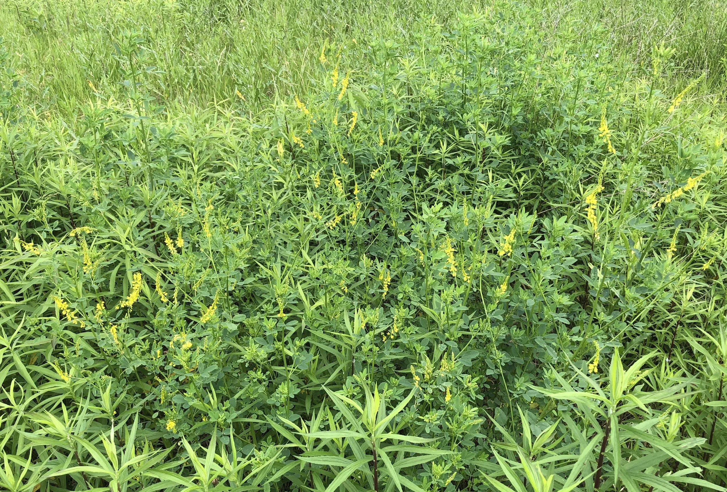 Beyond Despair – Strategic Invasive Plant Action — Indigenous Landscapes